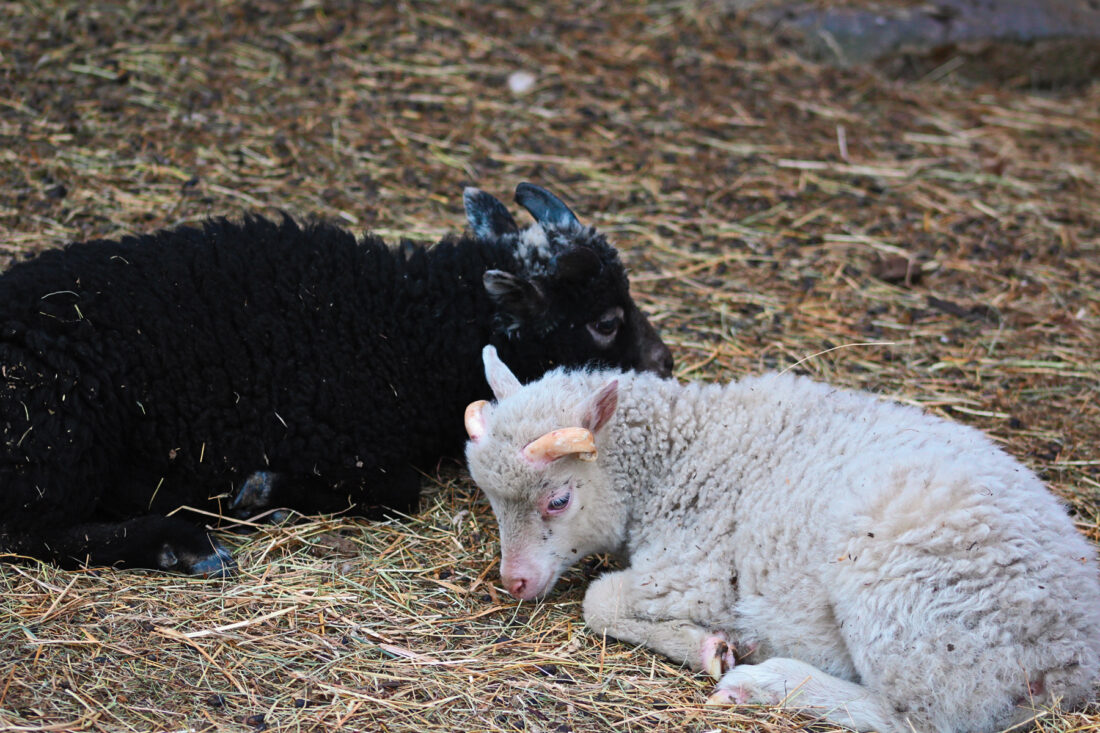 Shetland Sheep Make a Comeback - Grit